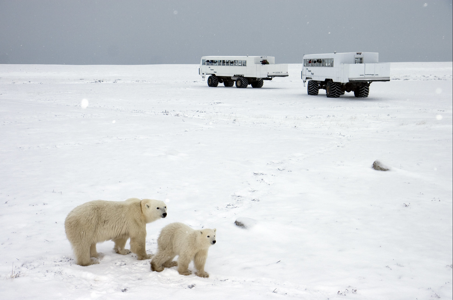 The Polar Bear Capital of the World (Artful Living Magazine) – Frank Bures